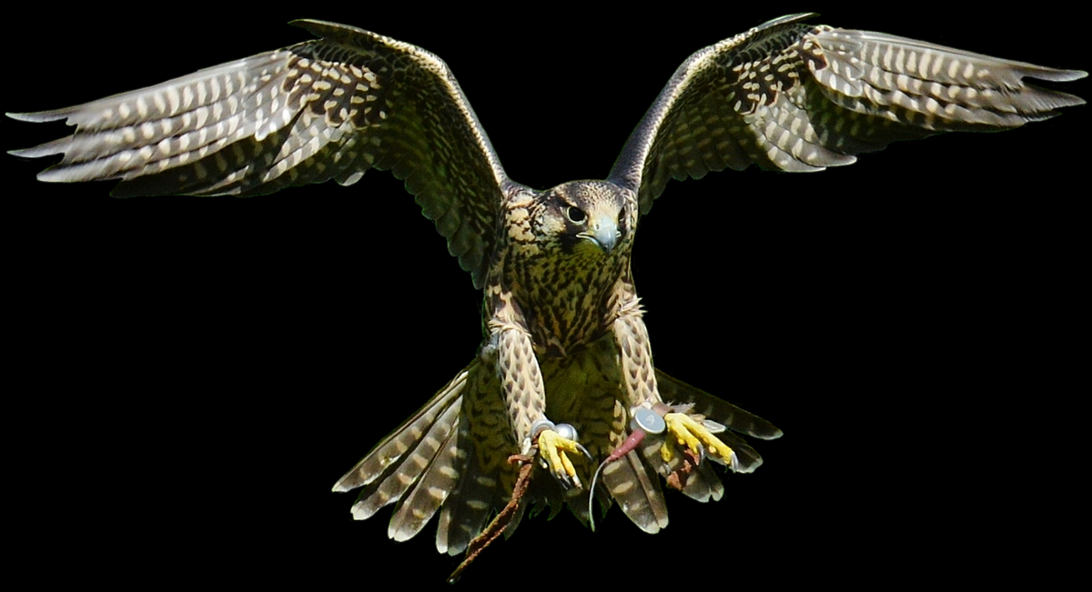 Falcon Recovery